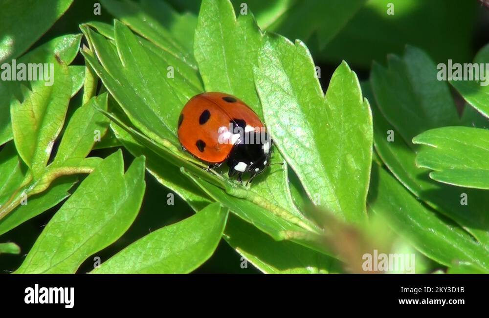 Ladybird Stock Videos & Footage - HD and 4K Video Clips - Alamy
