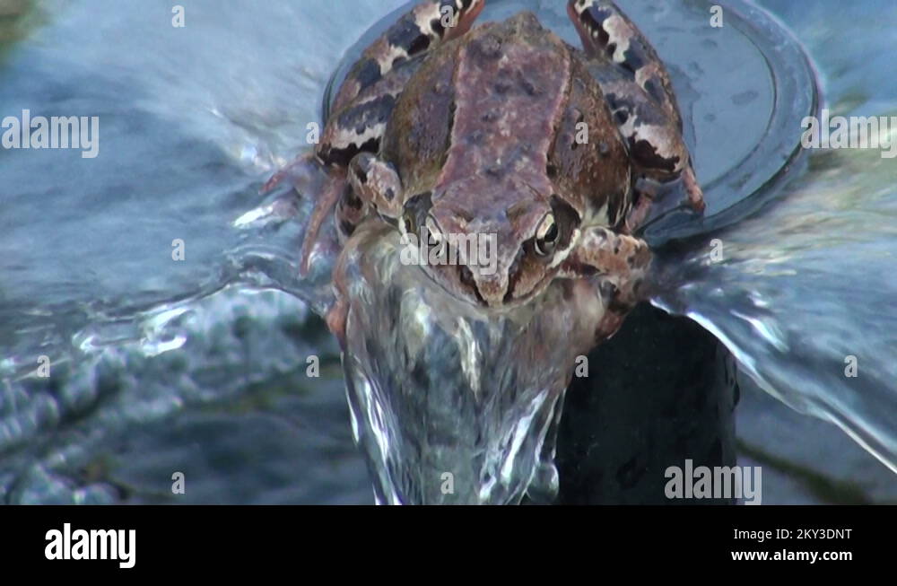 Jet frog Stock Videos & Footage - HD and 4K Video Clips - Alamy