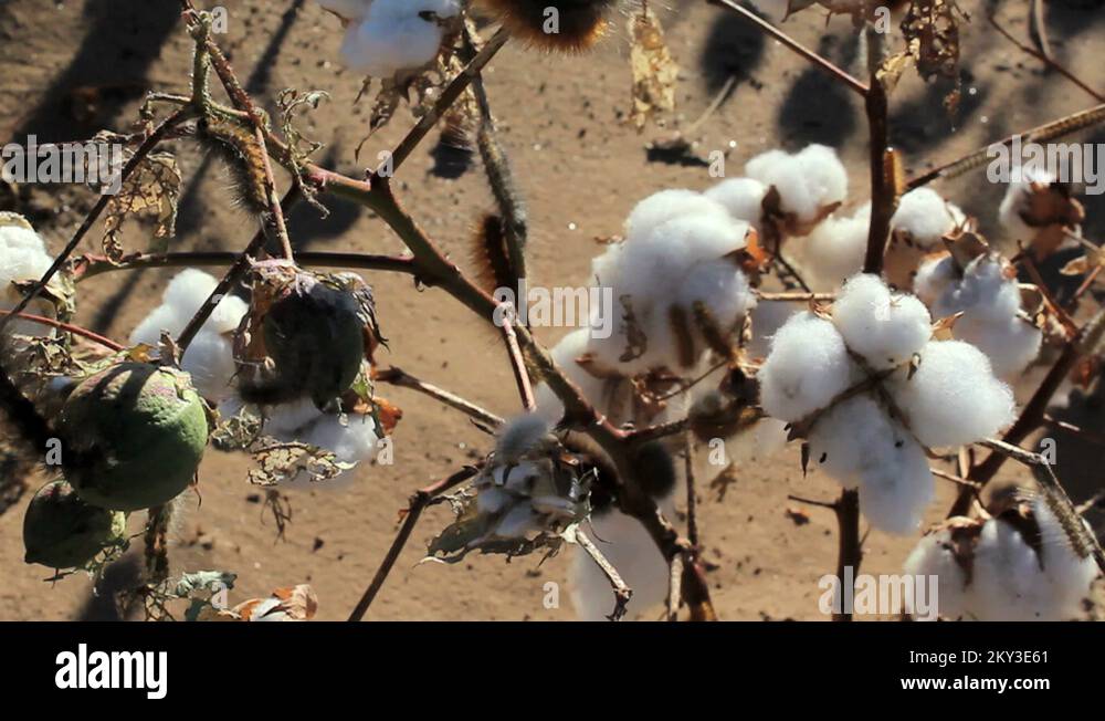 Crop pests Stock Videos & Footage - HD and 4K Video Clips - Alamy