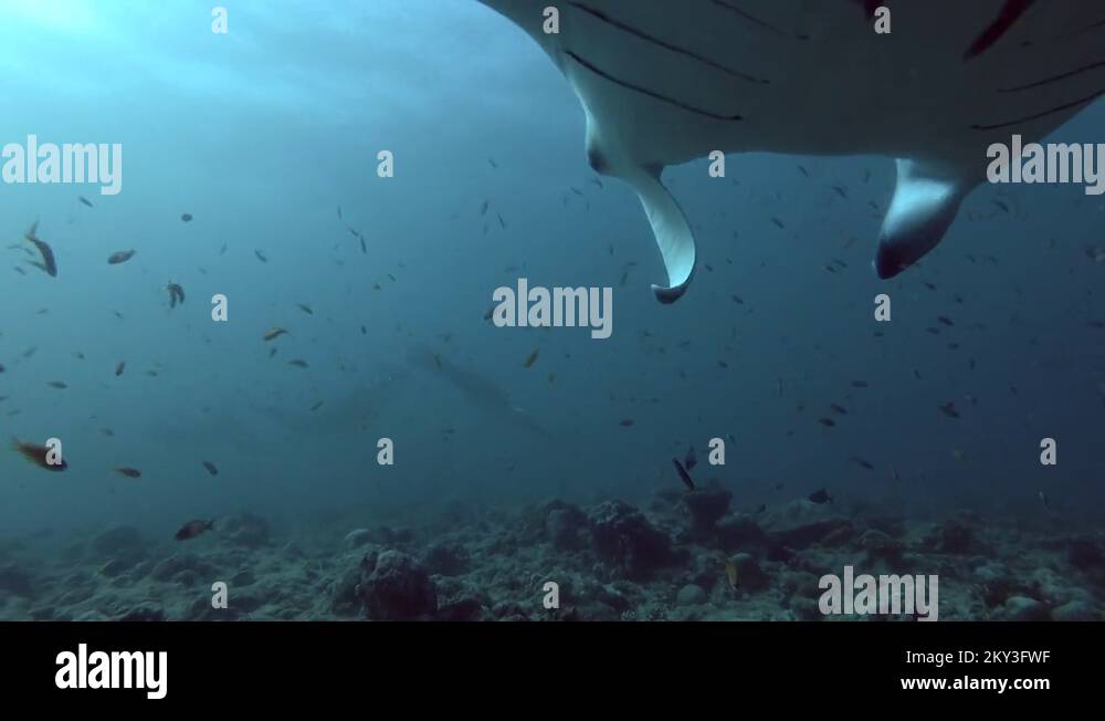 Group of Reef Manta Rays (Mobula alfredi, Manta alfredi) swims circling ...