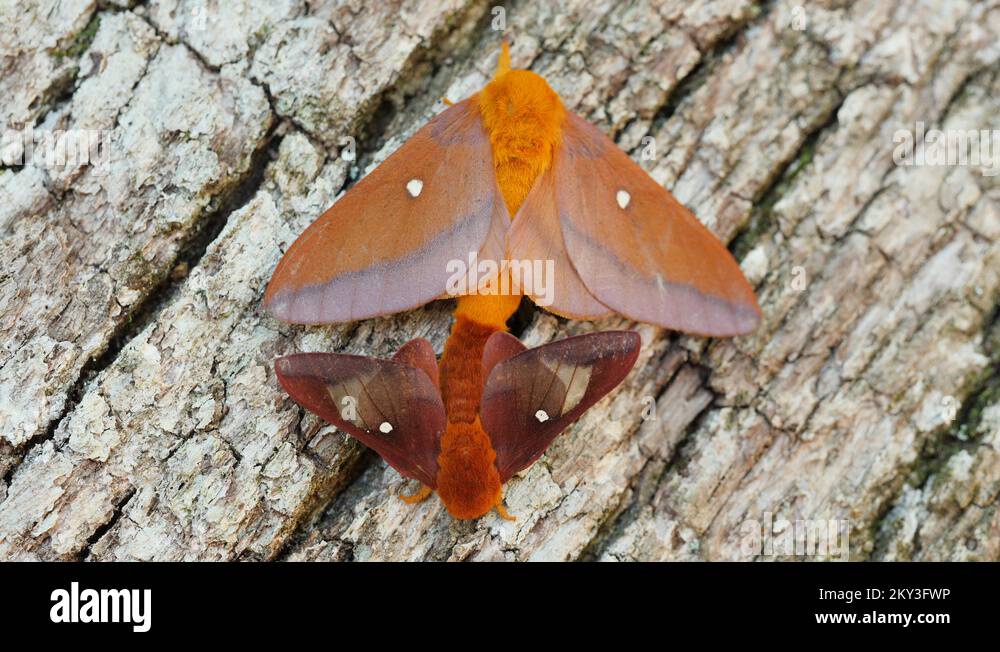 American moths Stock Videos & Footage - HD and 4K Video Clips - Alamy