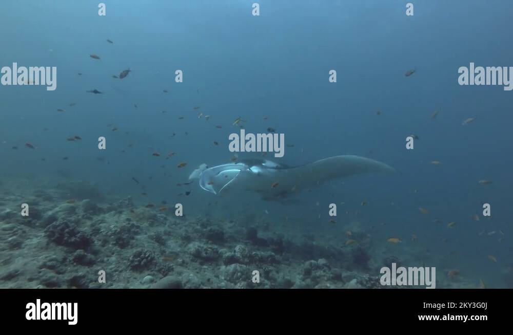 Group of Reef Manta Rays - Manta alfredi swims under water surface ...
