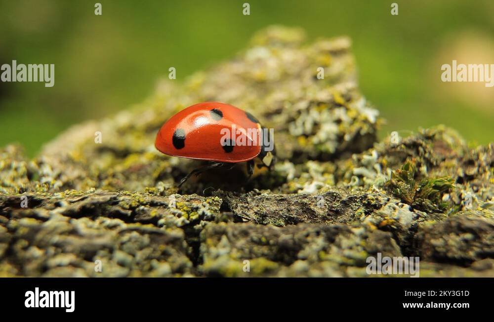 Macro shot of a ladybird (ladybug, ladybird beetle, God's cow ...