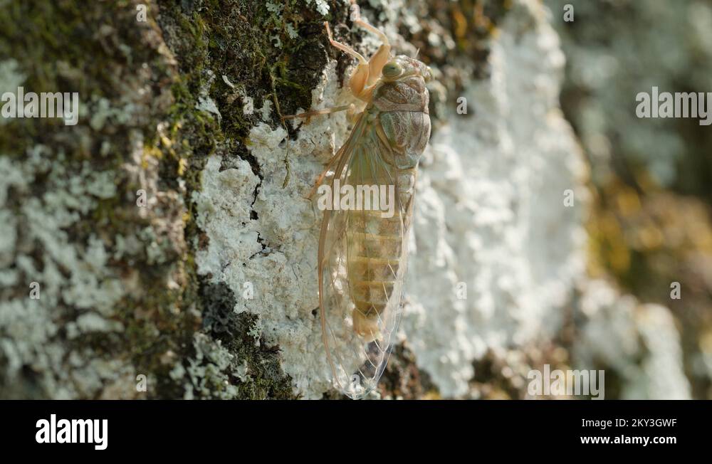 Cicadidae Stock Videos & Footage - HD and 4K Video Clips - Alamy