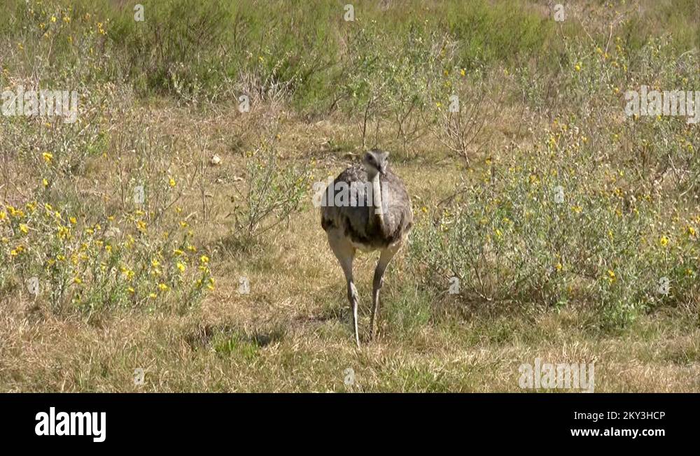 Rhea meat Stock Videos & Footage - HD and 4K Video Clips - Alamy
