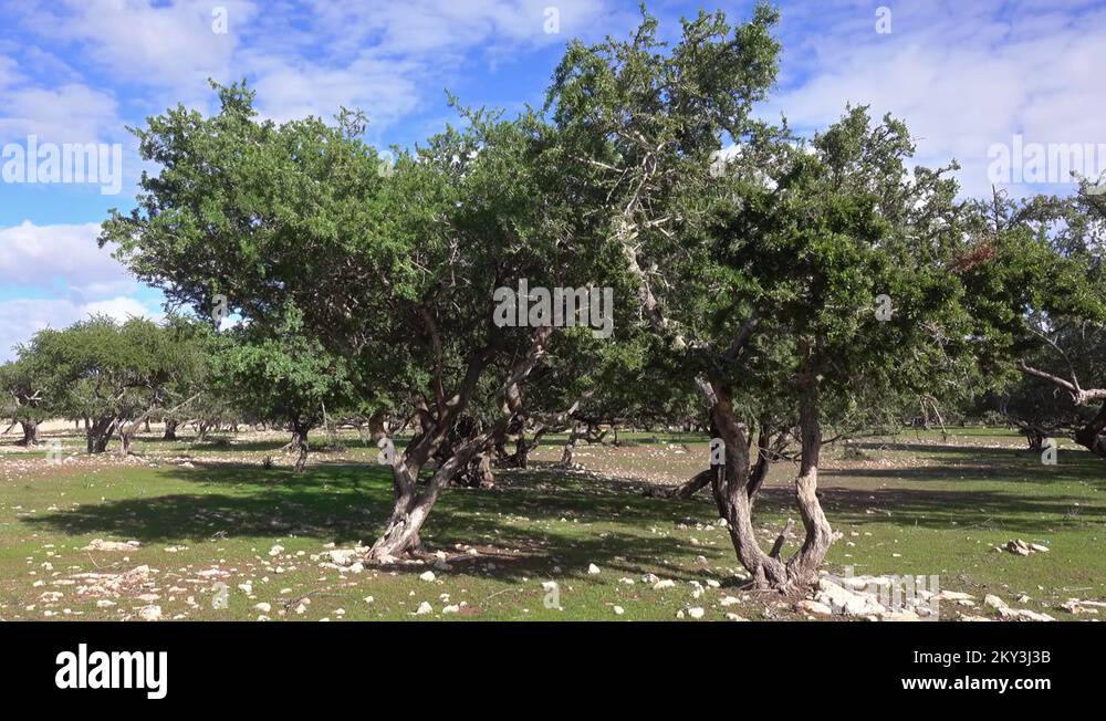 Moroccan fruit trees Stock Videos & Footage - HD and 4K Video Clips - Alamy