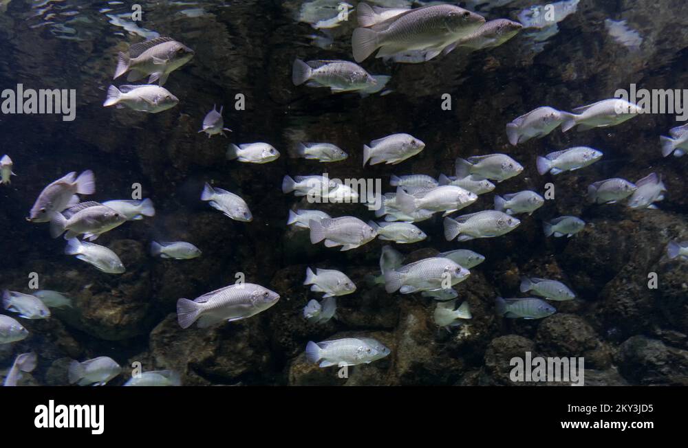 Biblical fish Stock Videos & Footage - HD and 4K Video Clips - Alamy