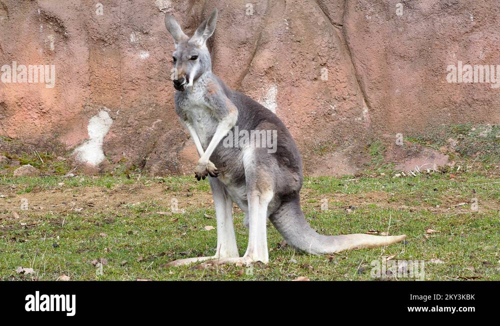 Portrait of kangaroo face Stock Videos & Footage - HD and 4K Video ...