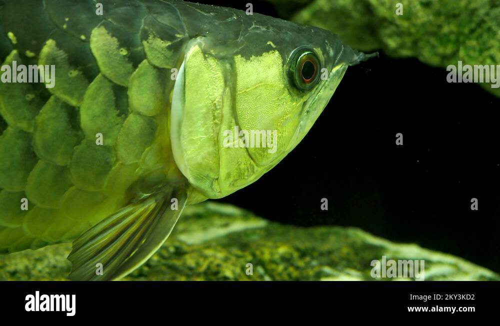 Dragon fish Stock Videos & Footage - HD and 4K Video Clips - Alamy