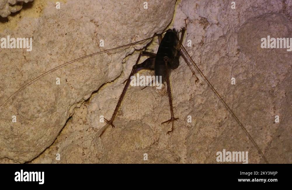 Cave cricket Stock Videos & Footage - HD and 4K Video Clips - Alamy