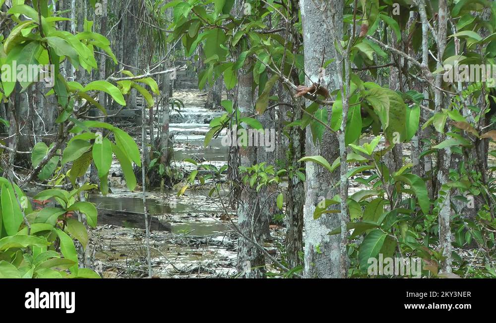 Freshwater swamp forest Stock Videos & Footage - HD and 4K Video Clips ...