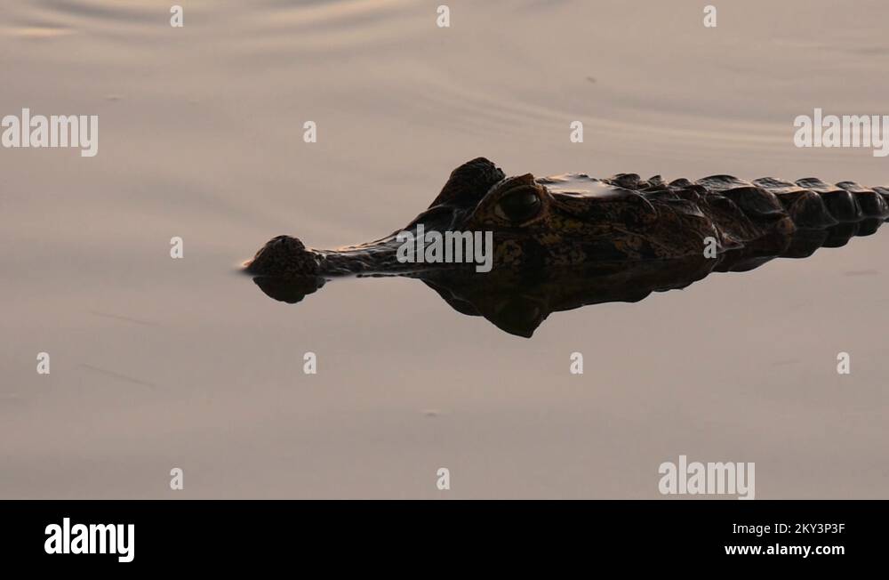 Jacare caiman Stock Videos & Footage - HD and 4K Video Clips - Alamy