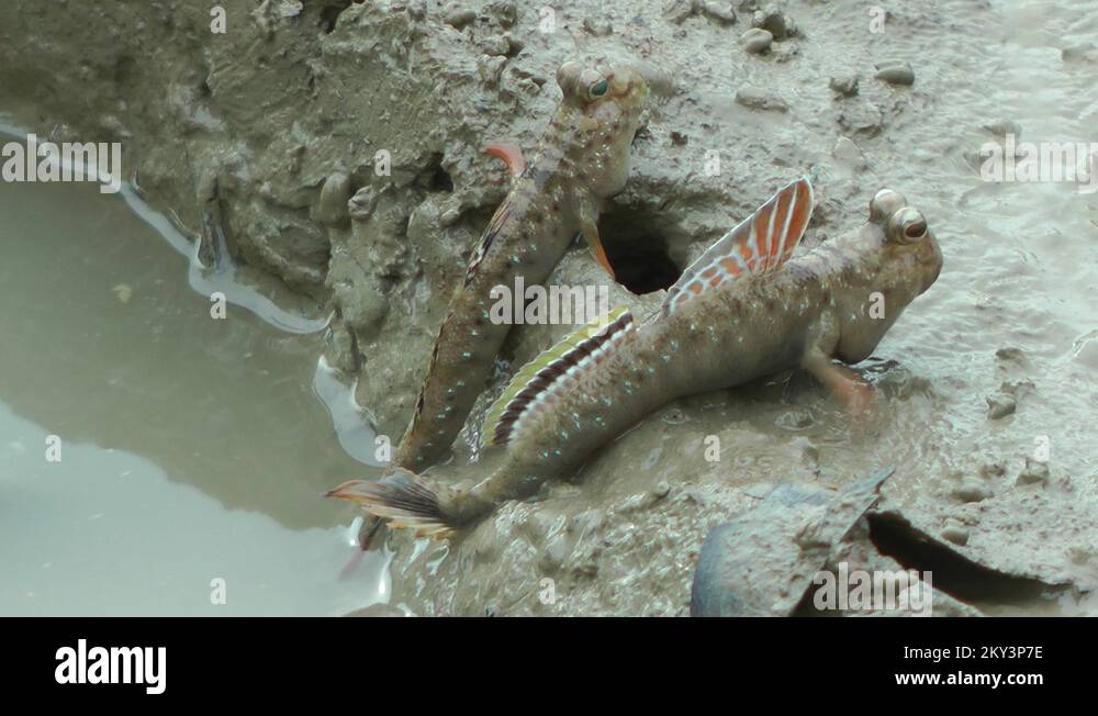 Mudskippers mudskipper fish Stock Videos & Footage - HD and 4K Video ...