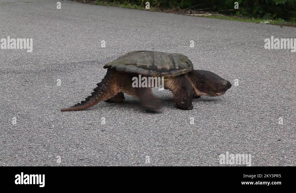 Amphibians crossing Stock Videos & Footage - HD and 4K Video Clips - Alamy