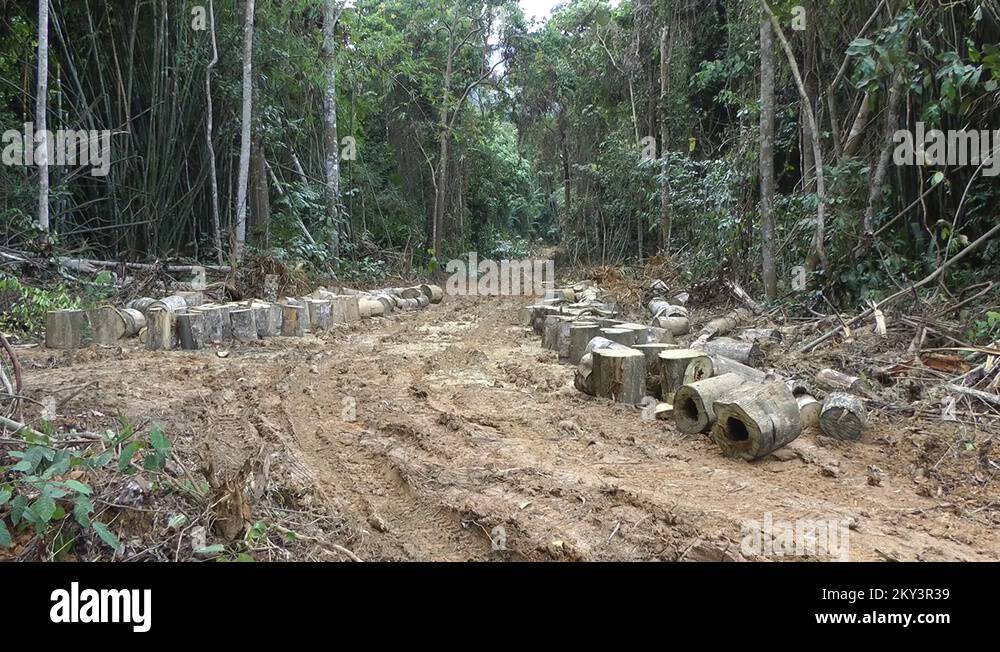 Logging road Stock Videos & Footage - HD and 4K Video Clips - Alamy