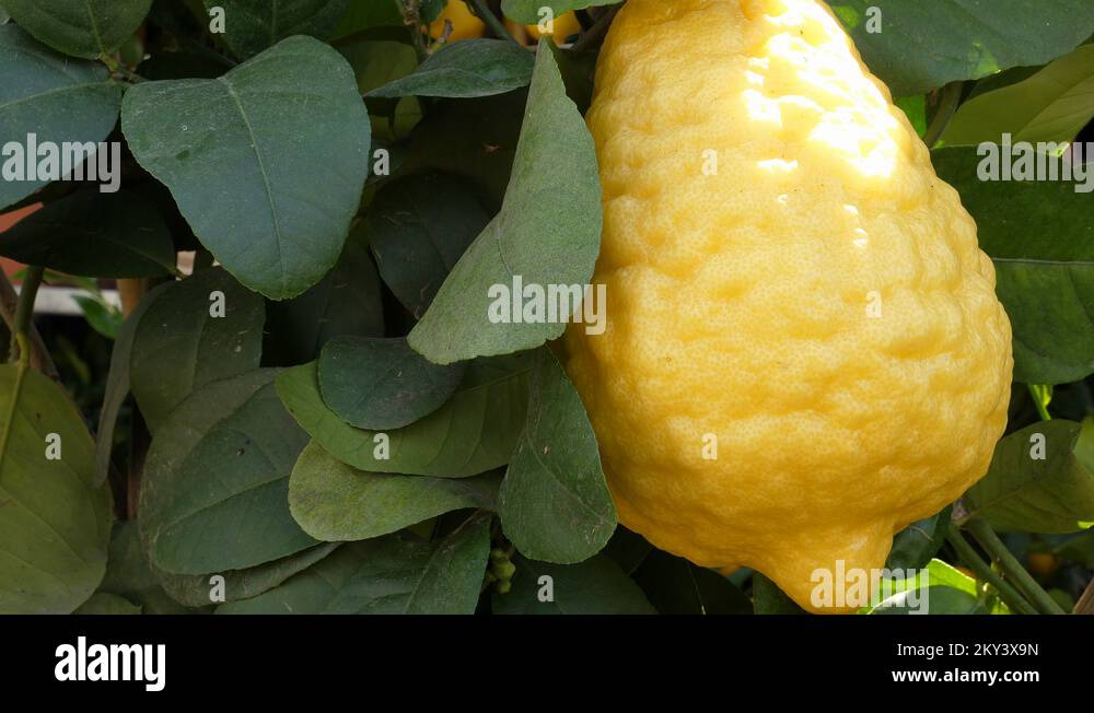 Giant yellow fruit Stock Videos & Footage - HD and 4K Video Clips - Alamy