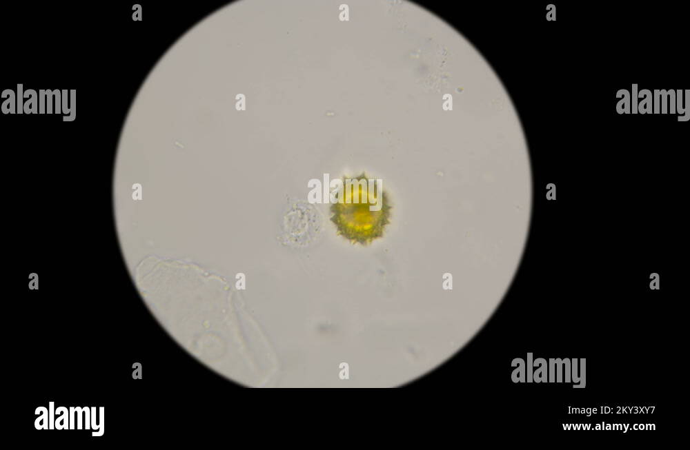Microscopic flower pollen under microscope Stock Video Footage - Alamy