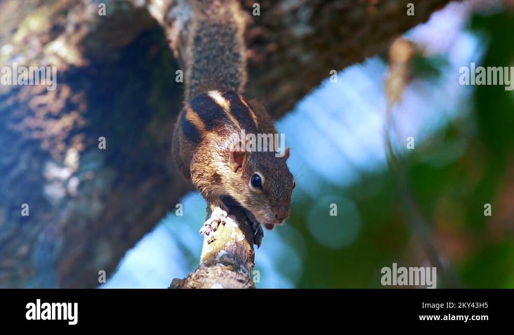 Singapore flora and fauna Stock Videos & Footage - HD and 4K Video ...