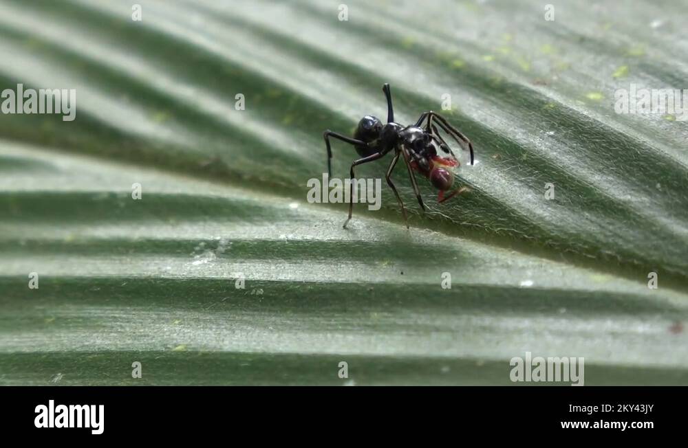 Spider ant Stock Videos & Footage - HD and 4K Video Clips - Alamy