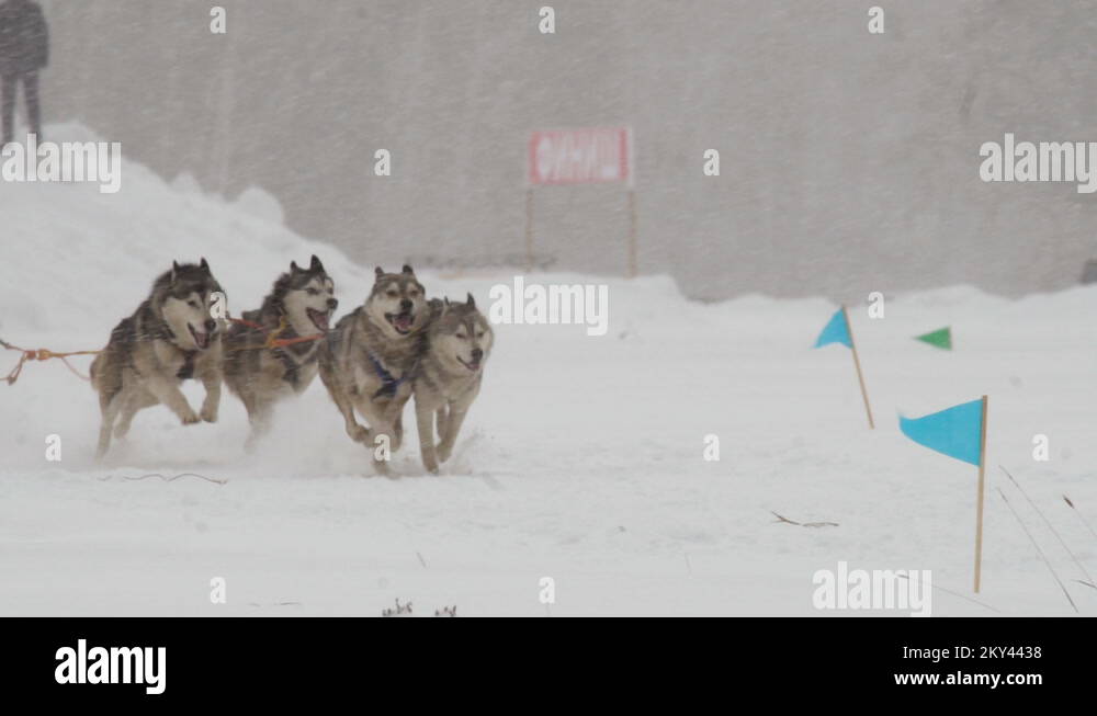 Iditarod husky race Stock Videos & Footage - HD and 4K Video Clips - Alamy
