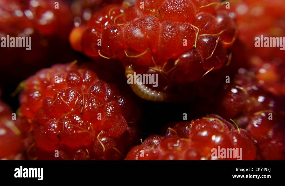 Sweety fruit Stock Videos & Footage - HD and 4K Video Clips - Alamy