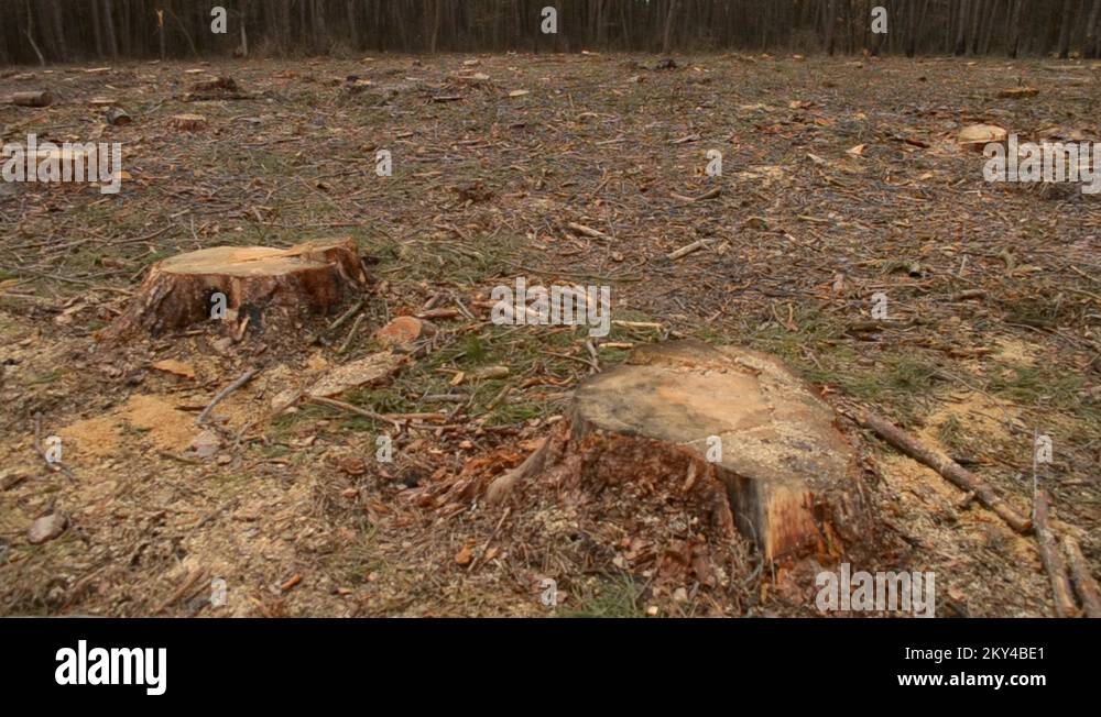 Deforestation. Naked piece of land in the forest after cutting down ...