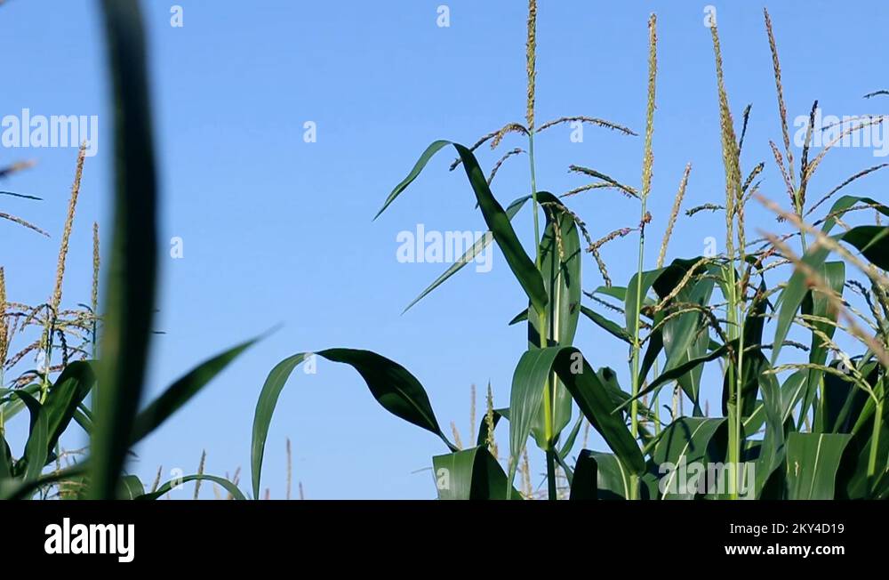 How is the corn tree Stock Videos & Footage - HD and 4K Video Clips - Alamy