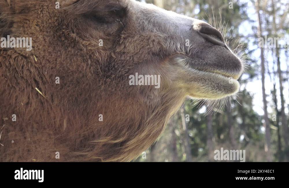 Camel camels camels camelus bactrianus Stock Videos & Footage - HD and ...