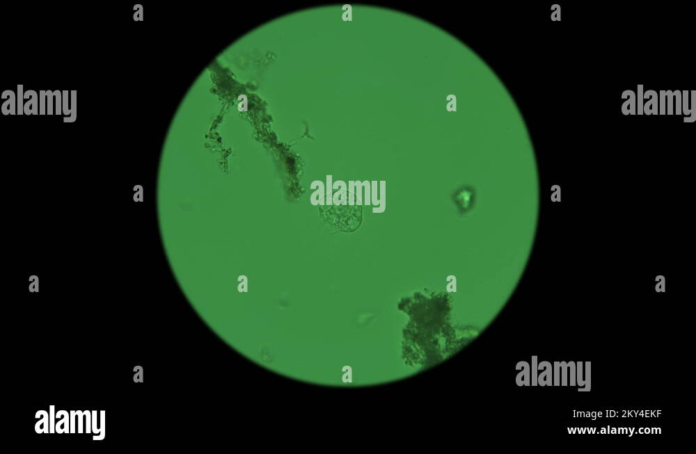 transparent microorganism under the microscope, with internal organs ...