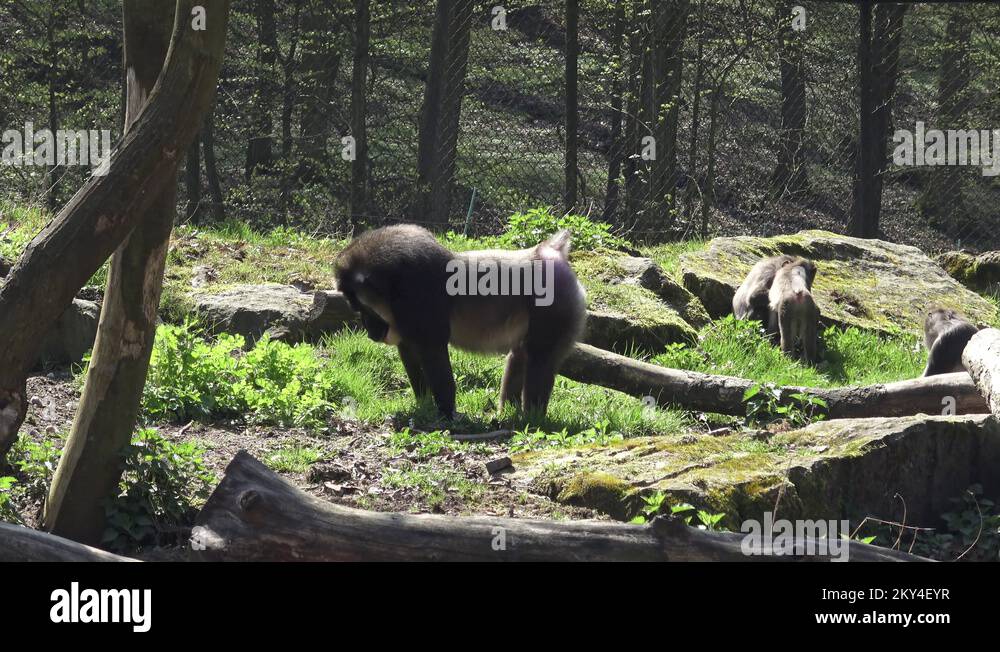 Monkey drill Stock Videos & Footage - HD and 4K Video Clips - Alamy