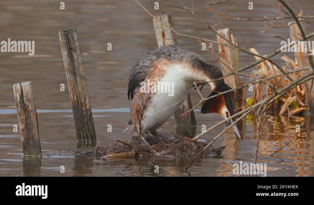 Stretch reflection wildlife Stock Videos & Footage - HD and 4K Video ...