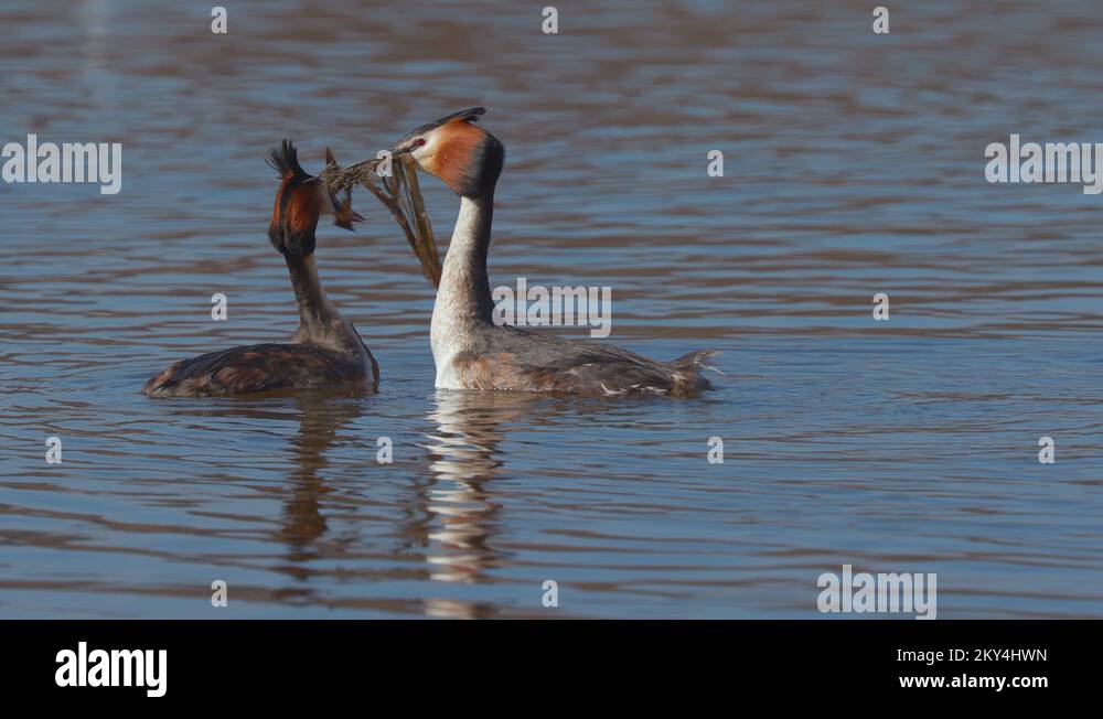 Elaborate mating display Stock Videos & Footage - HD and 4K Video Clips ...