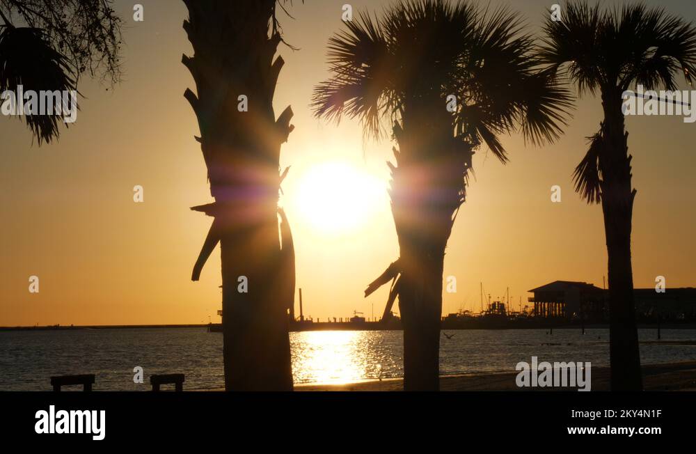 Yellow sun and yellow palm trees Stock Videos & Footage - HD and 4K ...