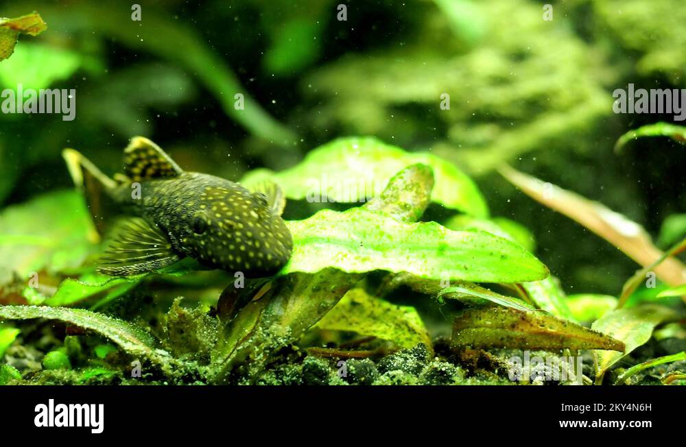 Armored fish Stock Videos & Footage - HD and 4K Video Clips - Alamy