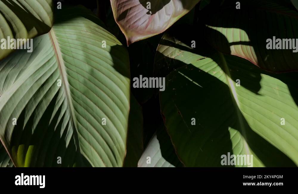 Leaf motion Stock Videos & Footage - HD and 4K Video Clips - Alamy