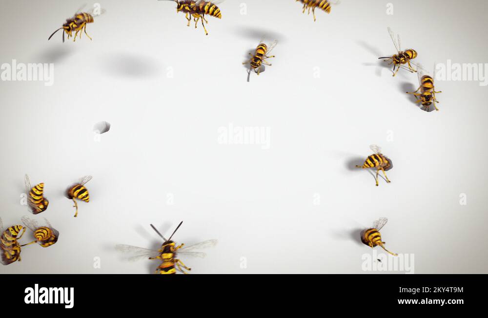 Wasps on the white background, looping animation Stock Video Footage ...