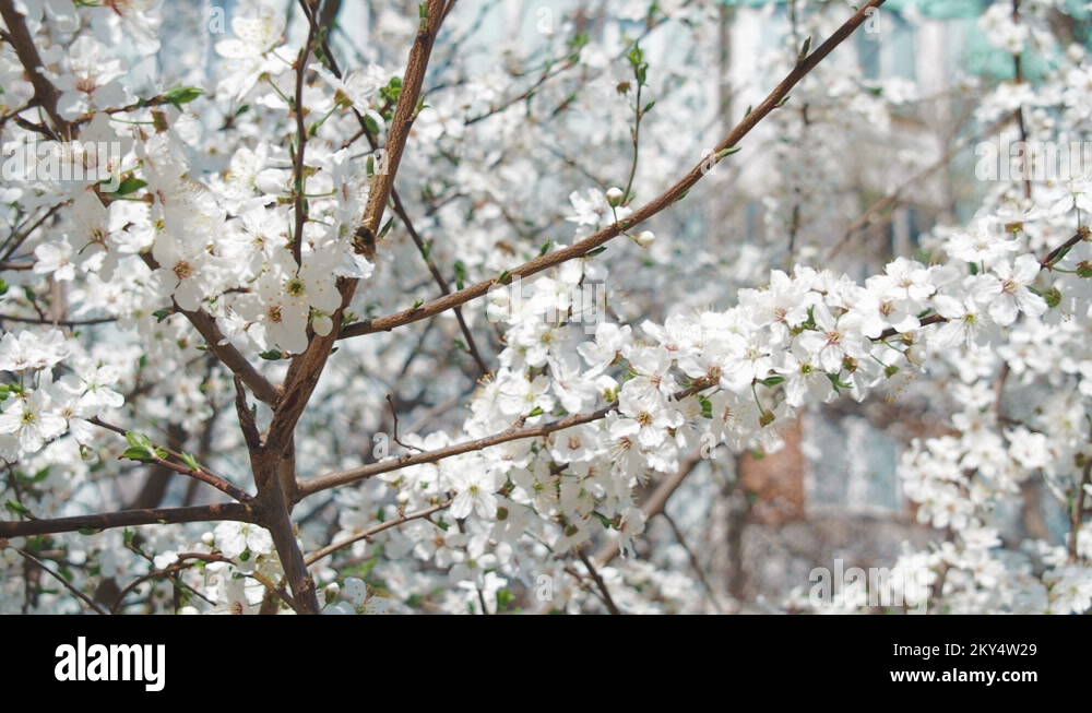 Flowering plum Stock Videos & Footage - HD and 4K Video Clips - Alamy
