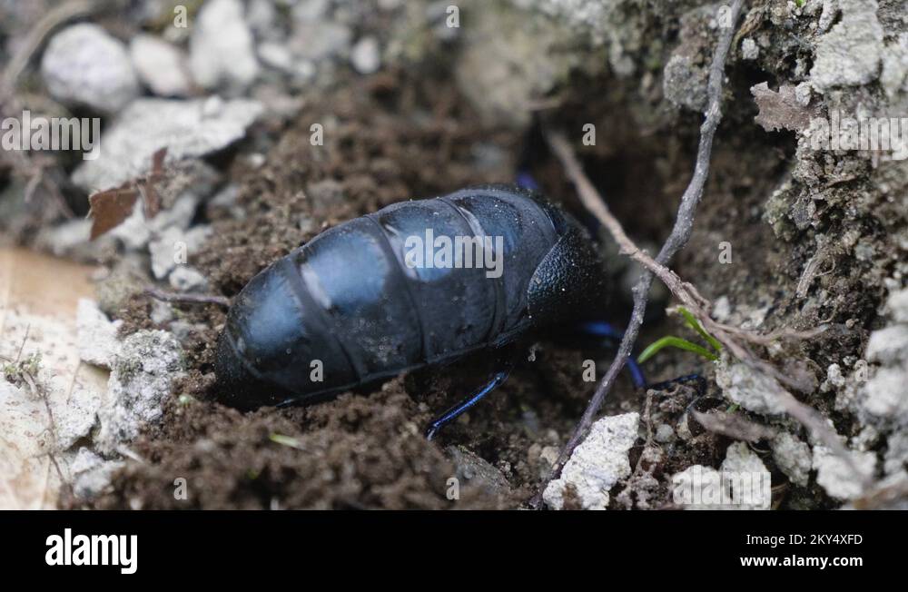 Insect digging Stock Videos & Footage - HD and 4K Video Clips - Alamy
