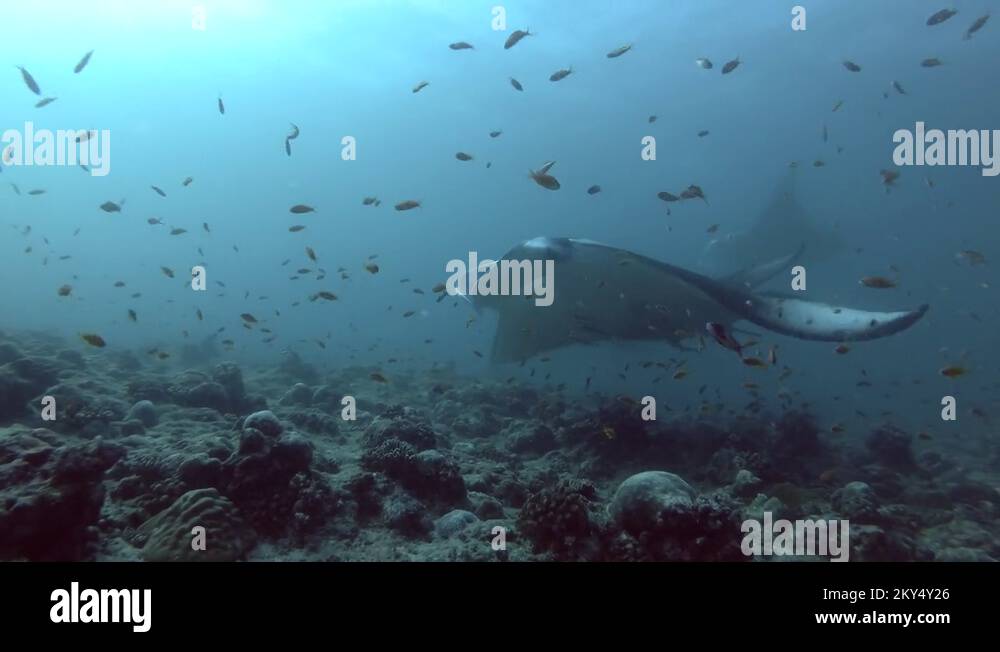 Group of Reef Manta Rays - Manta alfredi swims under water surface ...