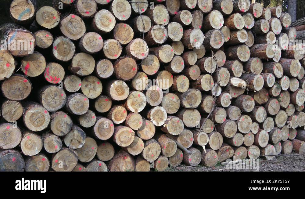 A big wood pile for firewood Stock Videos & Footage - HD and 4K Video ...