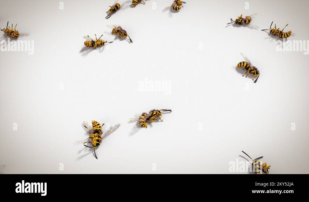 Dead wasps on white background, looping animation Stock Video Footage ...