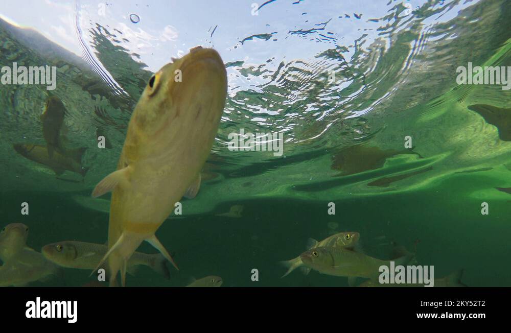 Shoaling Stock Videos & Footage - HD and 4K Video Clips - Alamy
