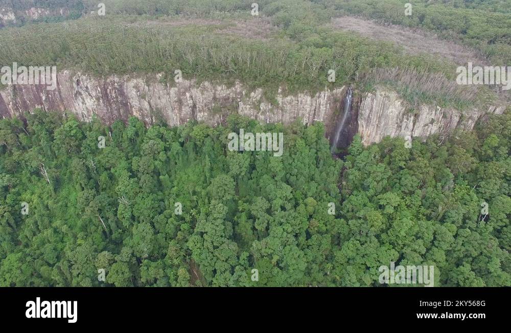 Gondwana rainforest Stock Videos & Footage - HD and 4K Video Clips - Alamy