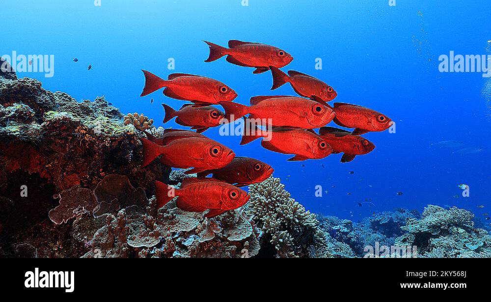 Bigeye fish Stock Videos & Footage - HD and 4K Video Clips - Alamy