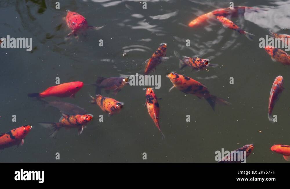 Fish koi carp Stock Videos & Footage - HD and 4K Video Clips - Alamy