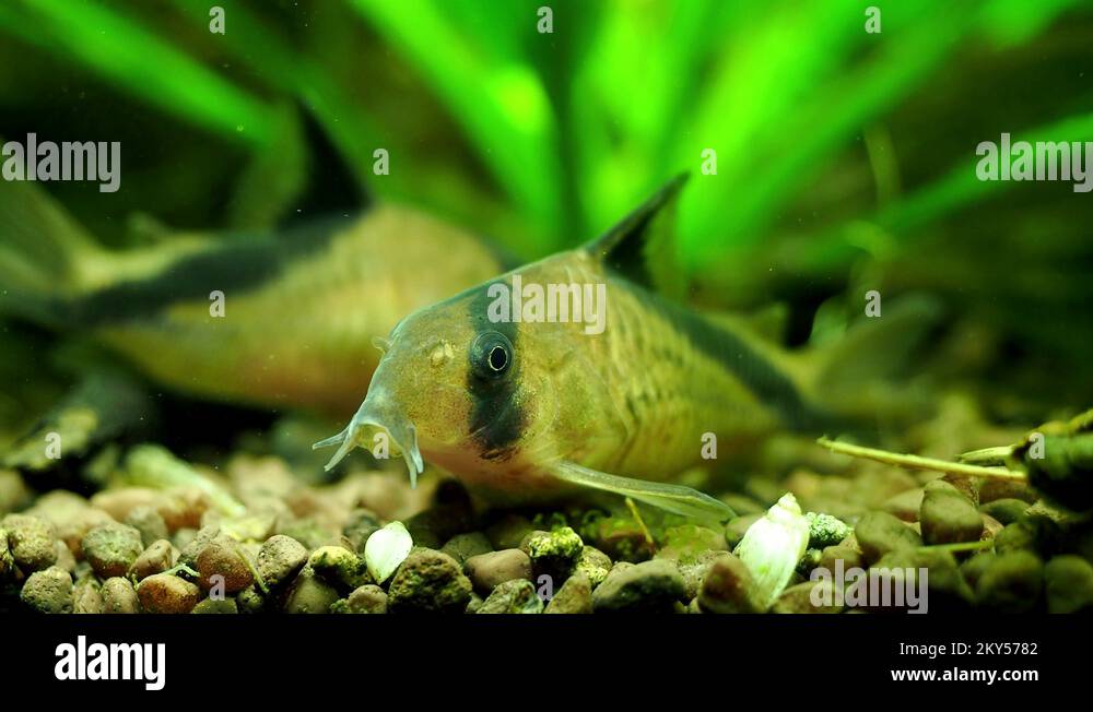 Bandit corydoras (Corydoras melini) or false bandit catfish Stock Video ...