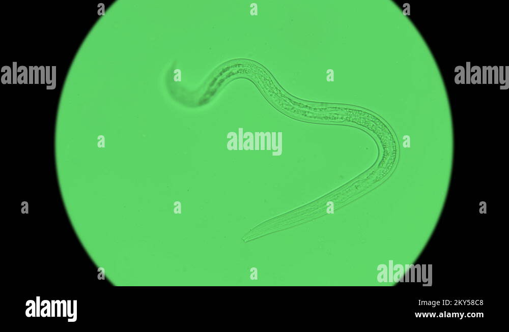 Greenfilter Stock Videos & Footage - HD and 4K Video Clips - Alamy