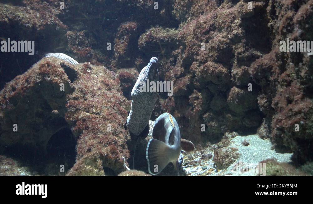 Moray eel and grouper Stock Videos & Footage - HD and 4K Video Clips ...