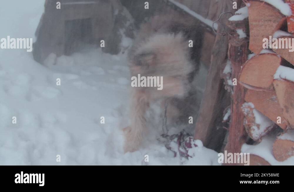 Frozen dog Stock Videos & Footage - HD and 4K Video Clips - Alamy