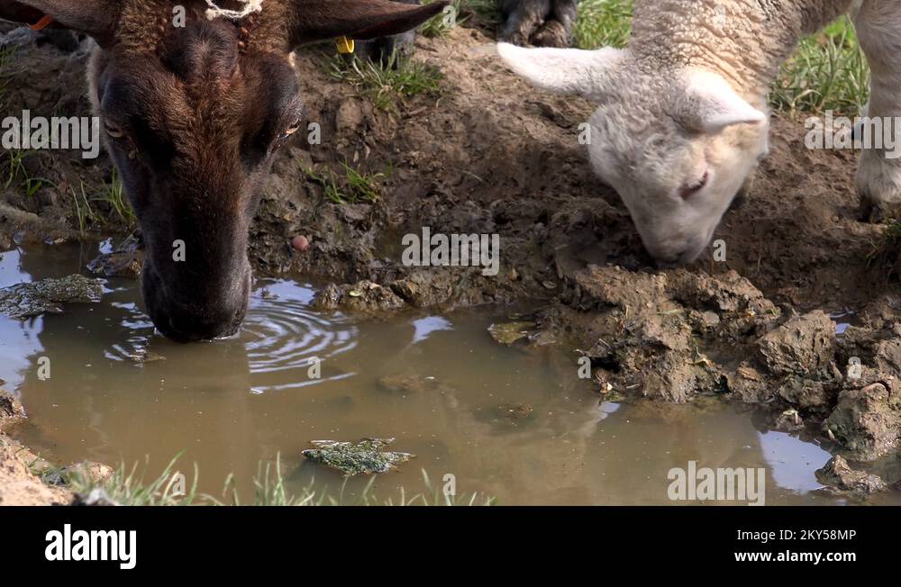 Sheep drinking from muddy pool with lamb beside her 4K Stock Video ...